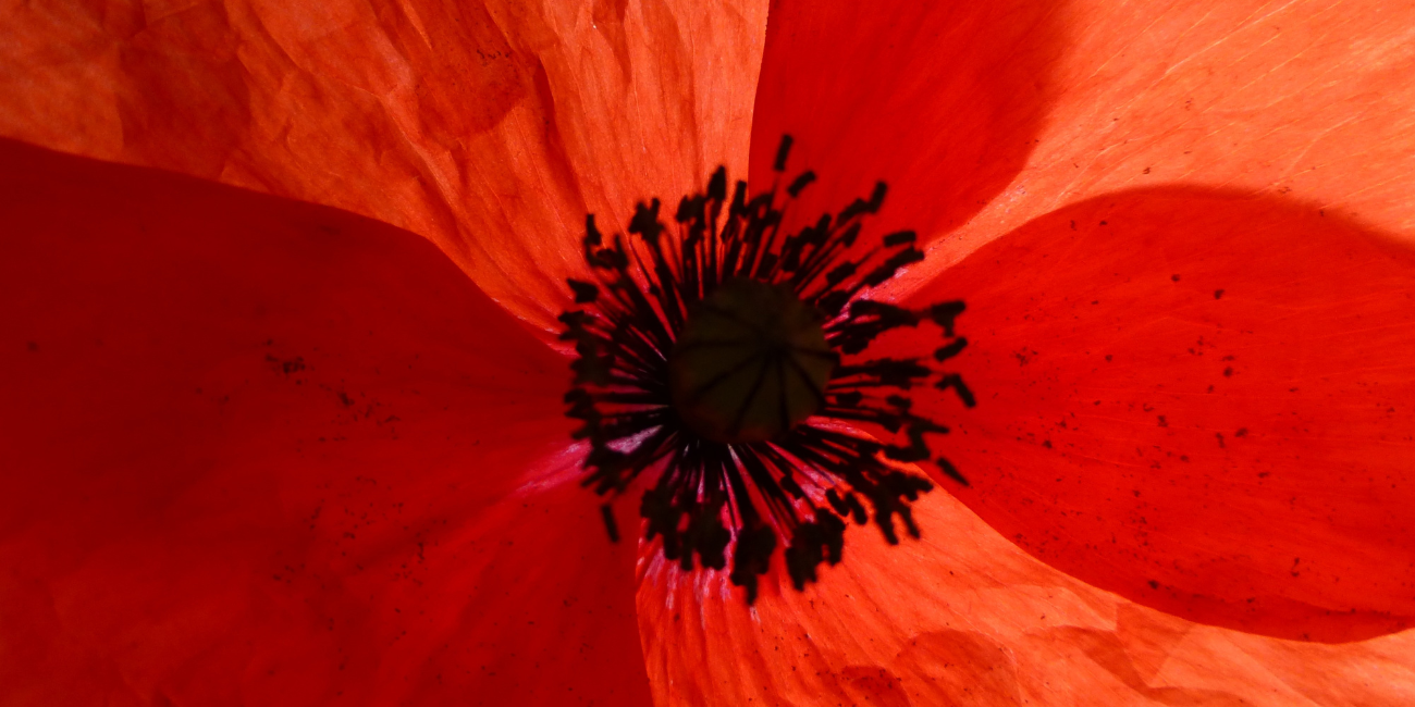 "Gentil coquelicot", atelier pour les 4-6 ans au Musée Sainte-Croix à ...